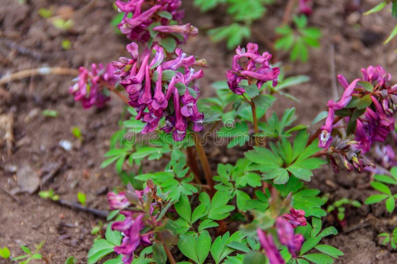 Purple Corydalis Flowers in Forest at Spring Stock Image - Image of ...