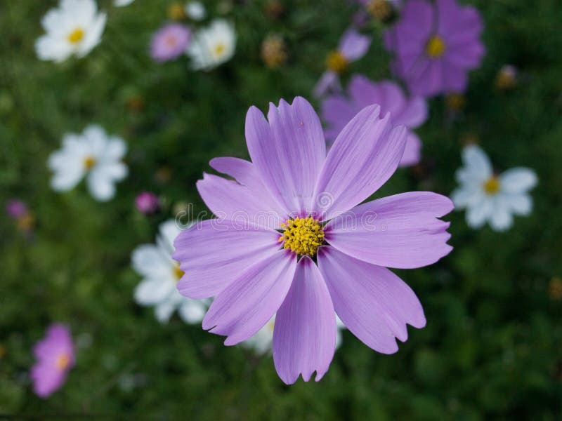 Purple cosmos stock photo. Image of natas, flower, cosmos - 38364612