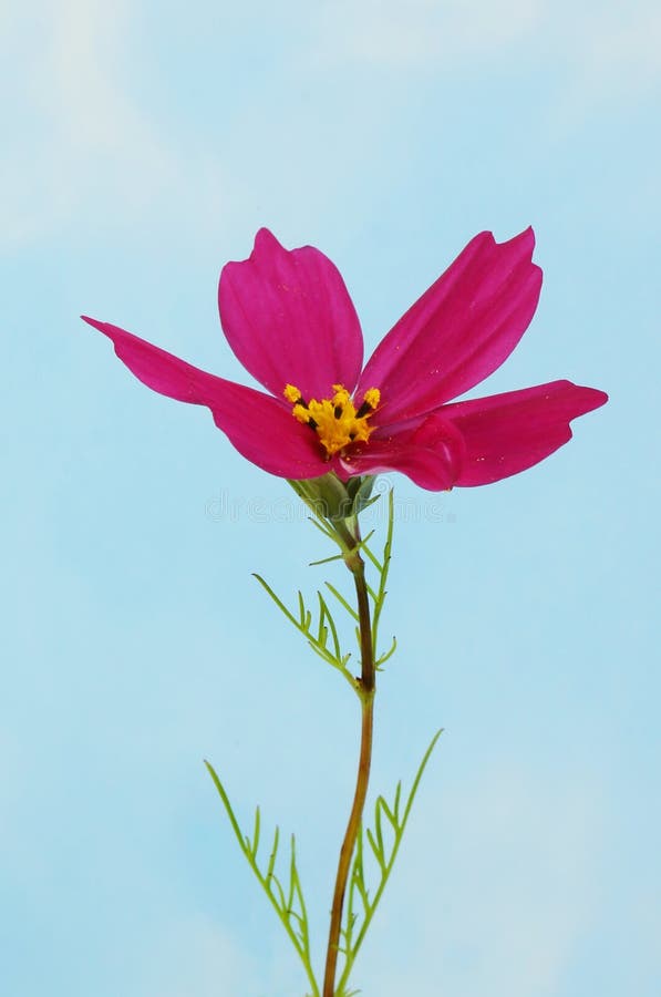 Purple Cosmos Against Blue Sky Stock Image - Image of bloom, blossom ...