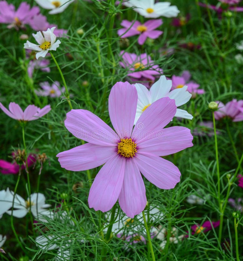Purple Cosmos Flower Blooming at Garden Stock Image - Image of pink ...