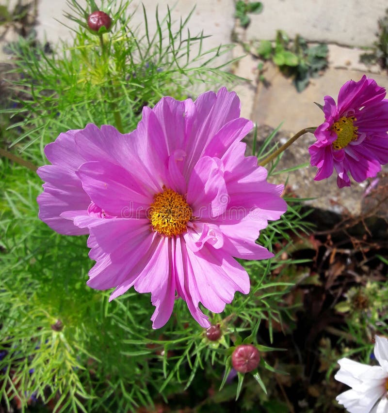 Purple Cosmos Flower from the Garden Stock Image - Image of flowers ...