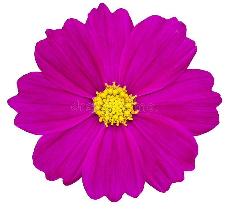 Purple Cosmos Flower Isolated on White Stock Photo - Image of ...