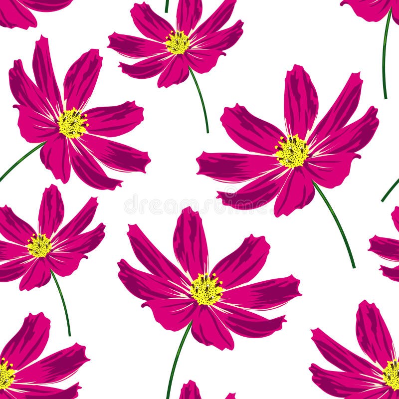 Small Purple and Violet Graceful Cosmos Flowers on a White Background ...