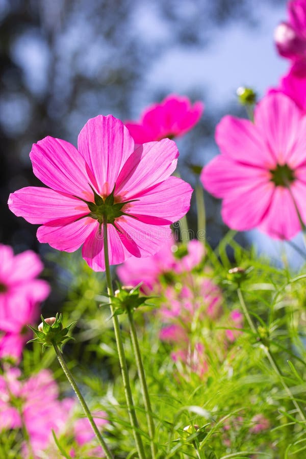 Purple Cosmos Flower Isolated on White Stock Image - Image of botany ...
