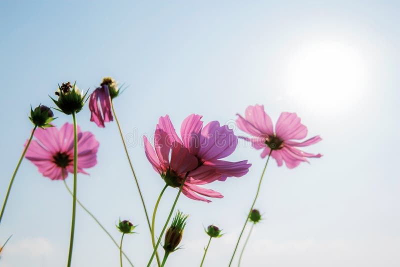 Purple Cosmos with Sunlight Stock Image - Image of botany, color: 146810419