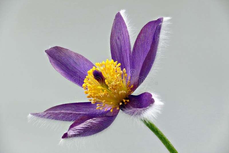 Purple Cow or Kitchen Bell with Light Gray Background Stock Image ...