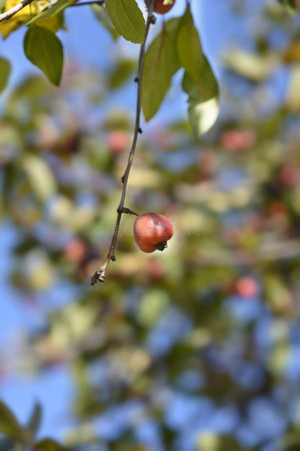Purple crab apple stock image. Image of close, outdoors - 203784283