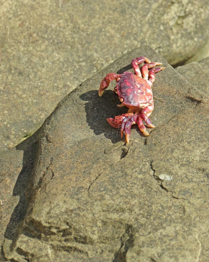 Purple shore crab stock image. Image of shell, marine - 5878109