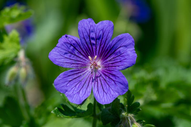 Purple Cranesbill (geranium X Magnificum) Flower Stock Image - Image of ...