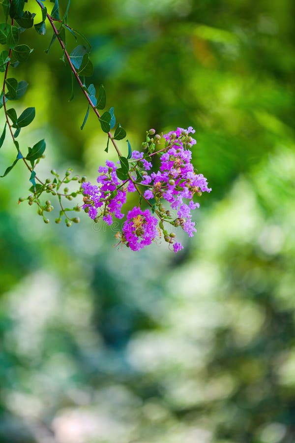 Purple Crape myrtle flower stock image. Image of beautiful - 253123373