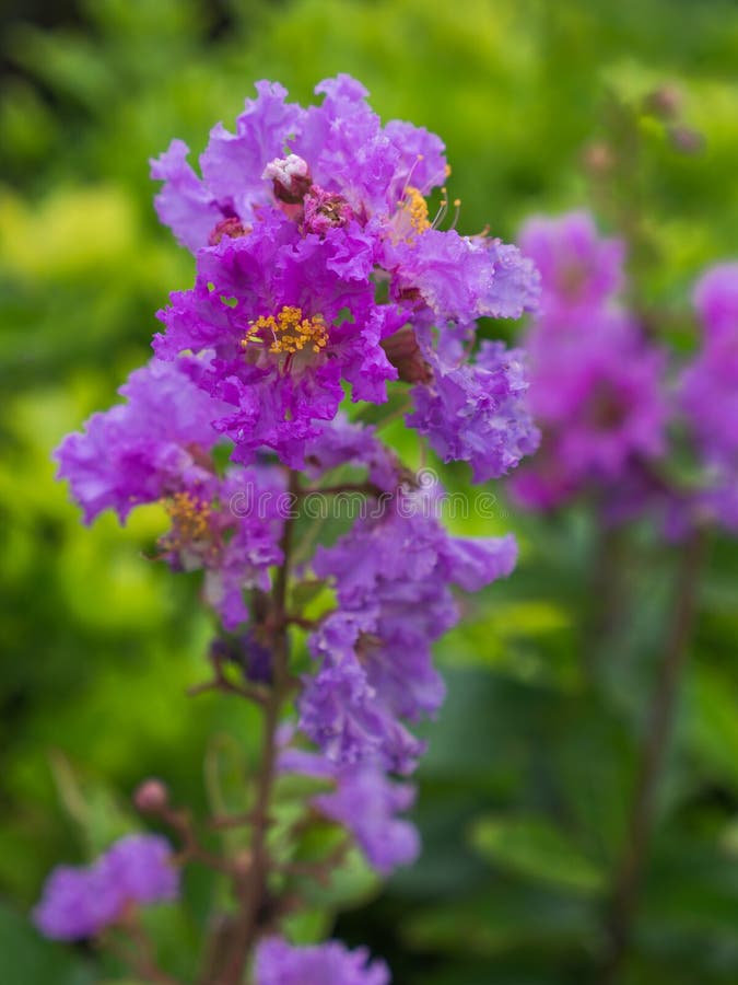 The Purple Crape Myrtle Flower Blooming Stock Photo - Image of blossom ...