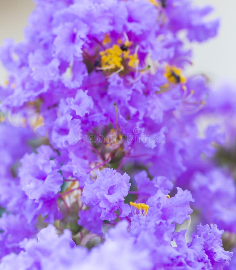 Purple Crape Myrtle Flower Lagerstroemia with Yellow Pollen Stock Image ...
