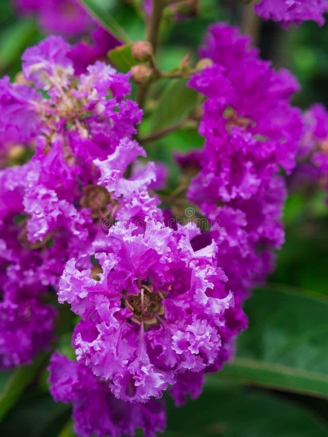 The Purple Crape Myrtle Flowers Blooming Stock Image - Image of petal ...
