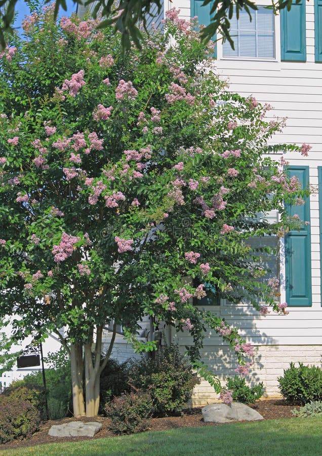 1+ Crape myrtle tree Free Stock Photos - StockFreeImages