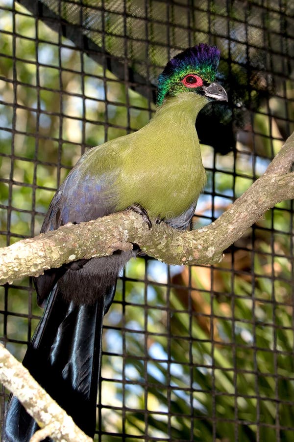 Purple-crested Turaco in Captivity Stock Image - Image of green, animal ...