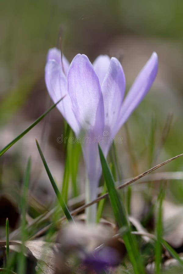 Purple crocus stock image. Image of flora, outdoor, bloom - 13462675