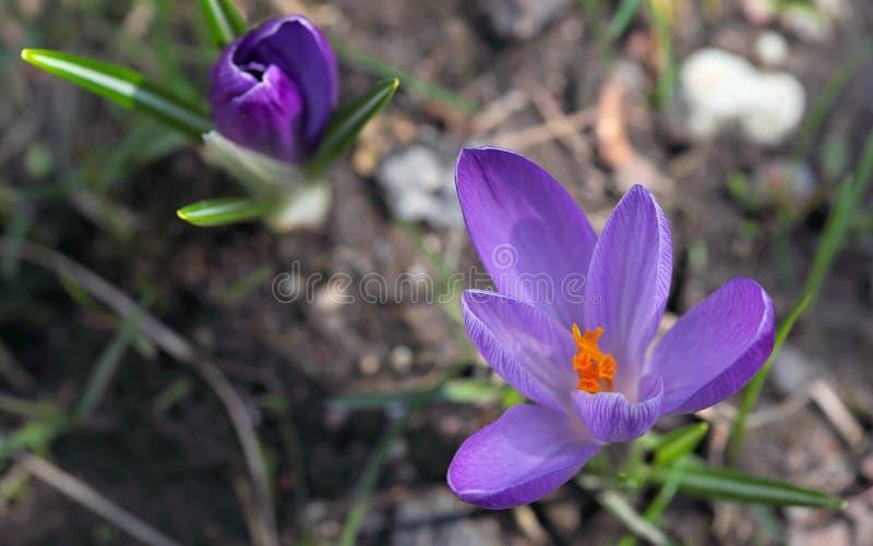 Purple crocus stock image. Image of garden, yellow, plant - 13944423