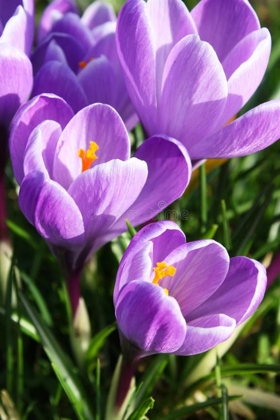 Purple crocus stock image. Image of colors, yellow, gardening - 14082433