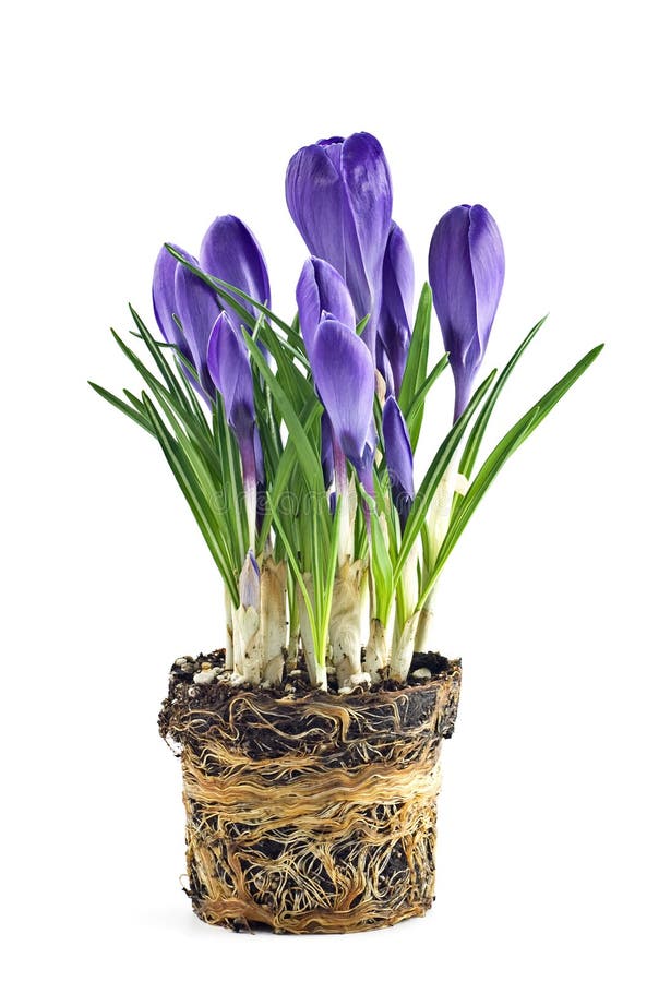 Purple crocus stock photo. Image of flowers, botanical - 119438040