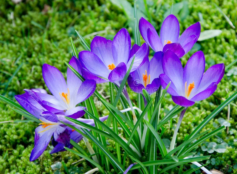 Purple crocus stock photo. Image of nature, grass, botanical - 27923534