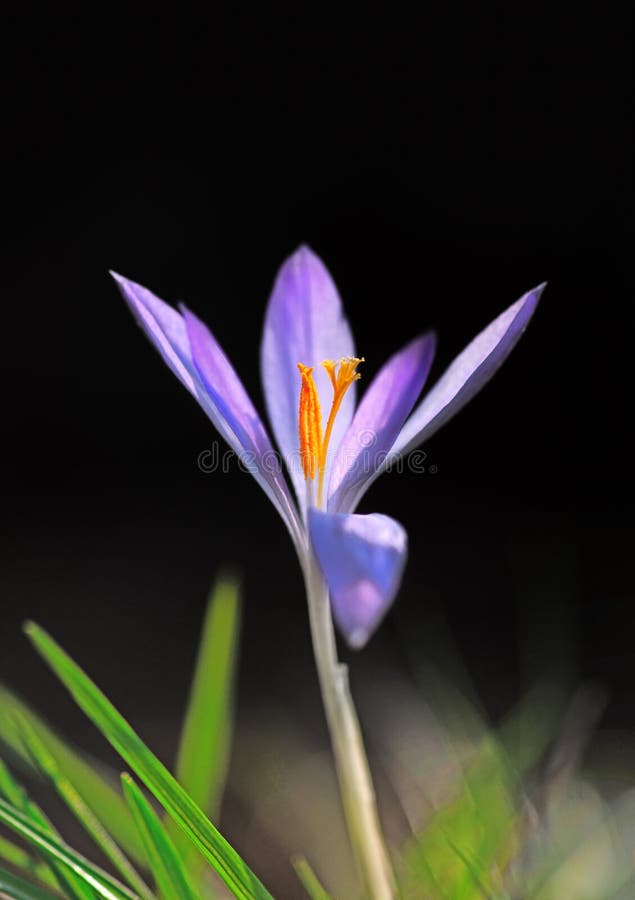 Purple crocus stock image. Image of purple, beauty, plant - 28320173
