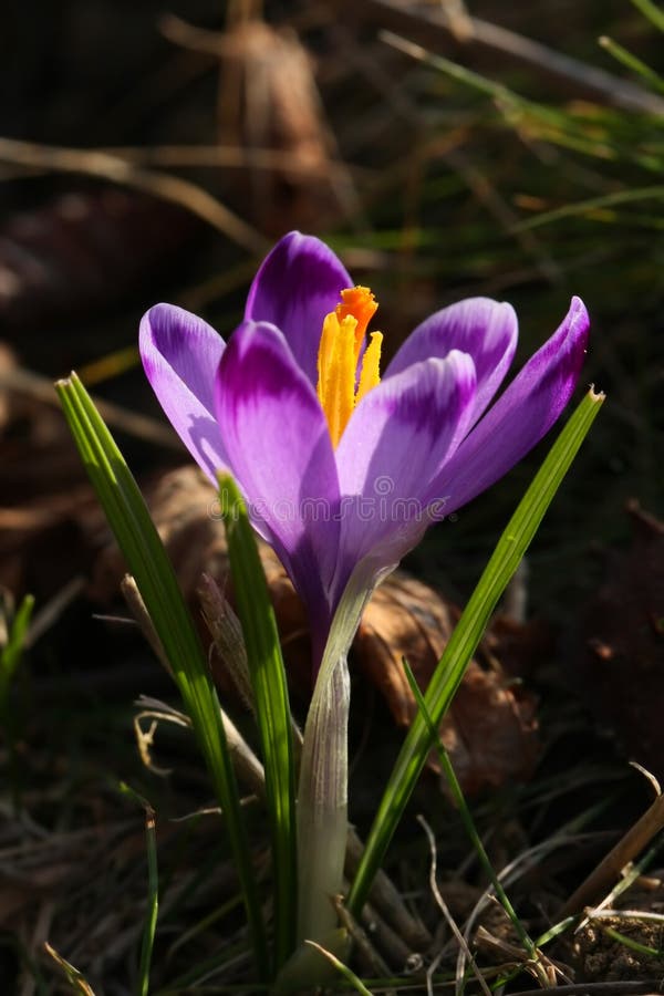 Purple Crocus Hearts stock image. Image of wildflowers - 71307109