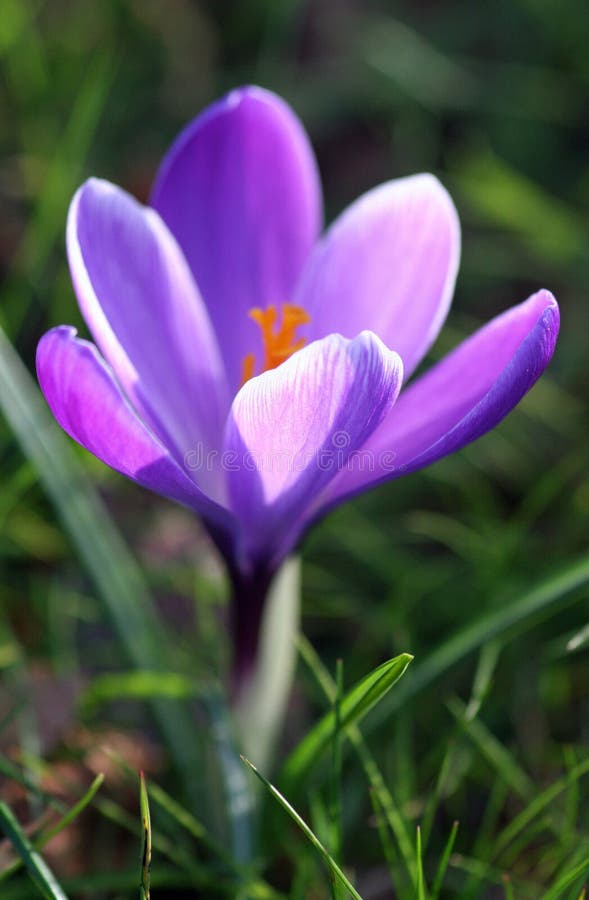 Purple Crocus stock image. Image of flower, shades, beautiful - 5772859