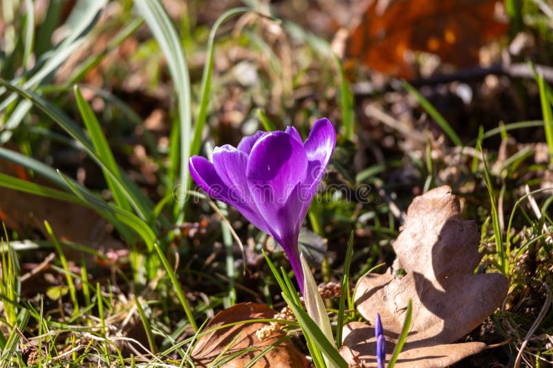 Purple Crocus Harbinger Spring Symbol Awakening Nature Stock Photos ...