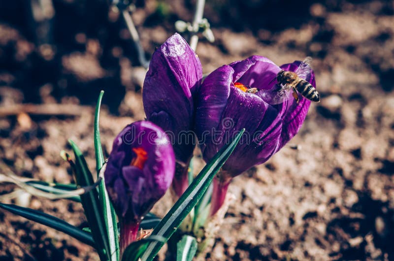 Purple crocus and bee stock photo. Image of nature, color - 266609832