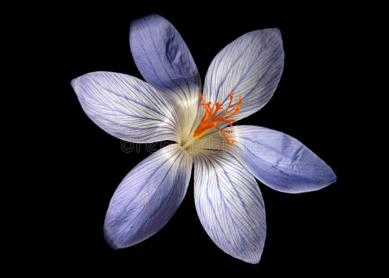 Purple crocus on black stock image. Image of blossom - 23019483