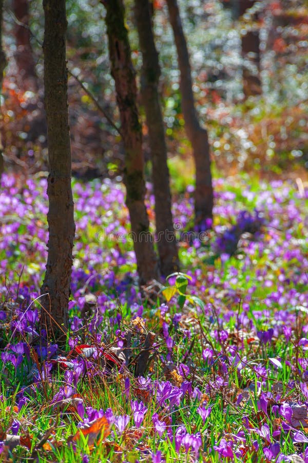 Purple Crocus Bloom in the Forest Stock Photo - Image of scenery ...