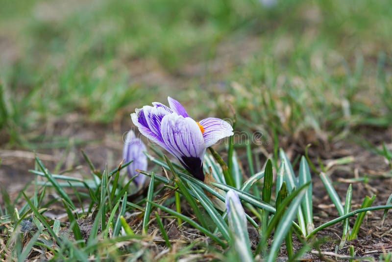A Purple Crocus Blooming in the Grass Stock Photo - Image of blooming ...