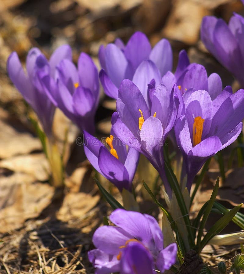 Purple Crocus Blooming Spring Stock Photo - Image of grade, colorful ...