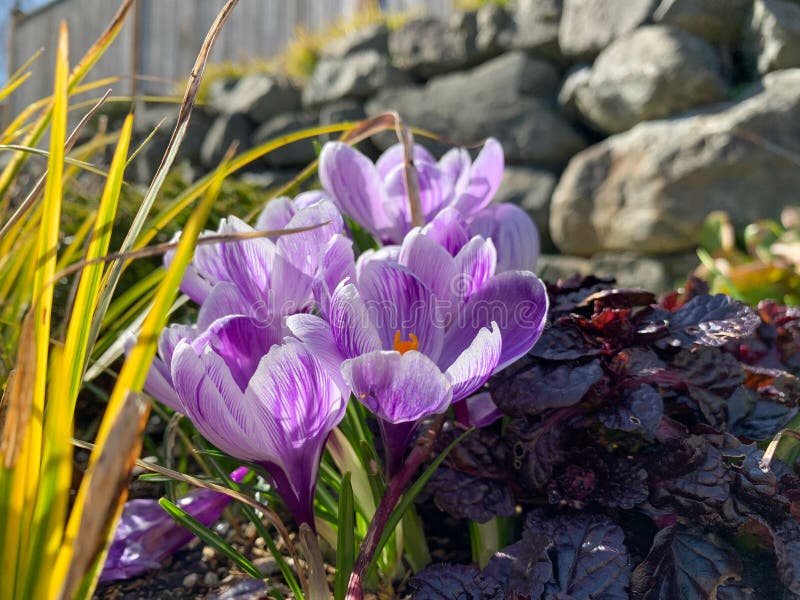 Purple Crocus Blooming in Spring Sun Stock Image - Image of flowers ...