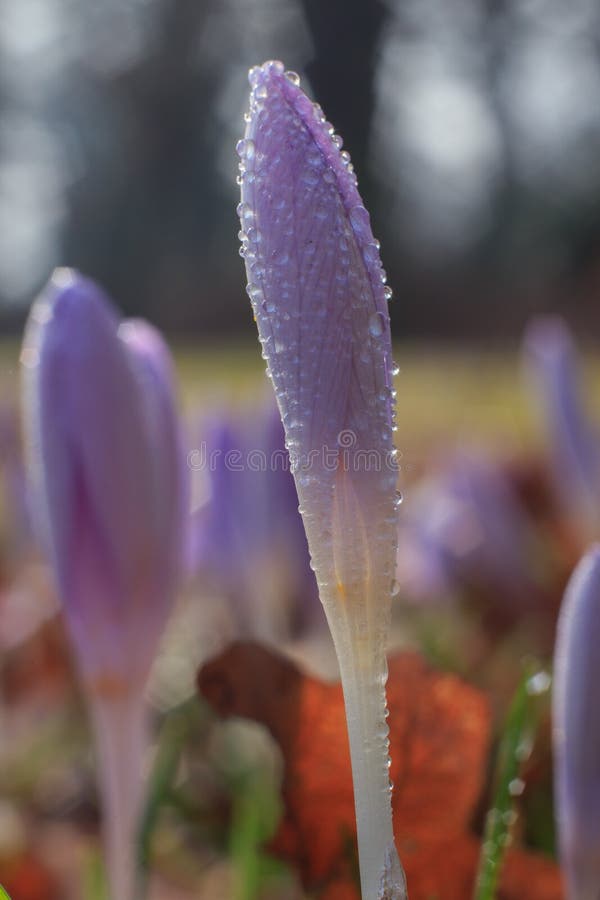 Purple Crocus Bud with Water Drops Stock Photo - Image of light ...