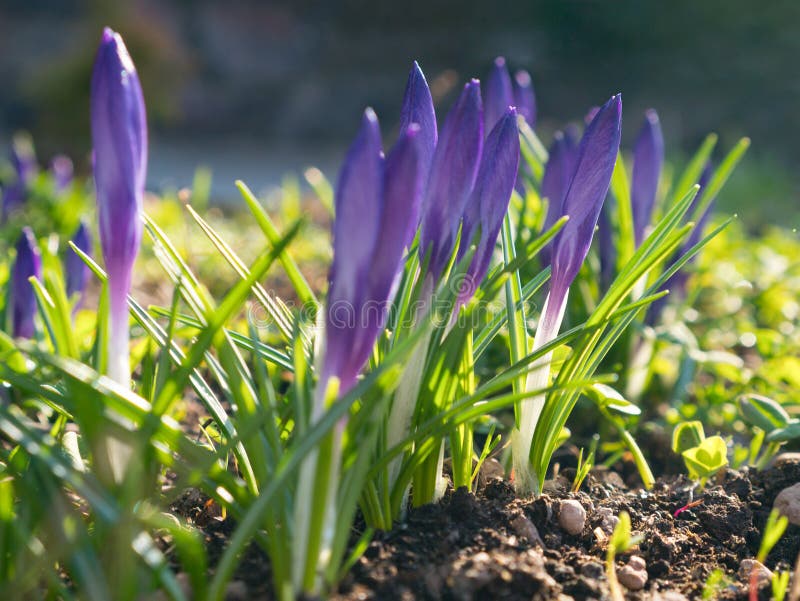 Purple Crocus Buds at Spring Sun Light Stock Image - Image of ground ...