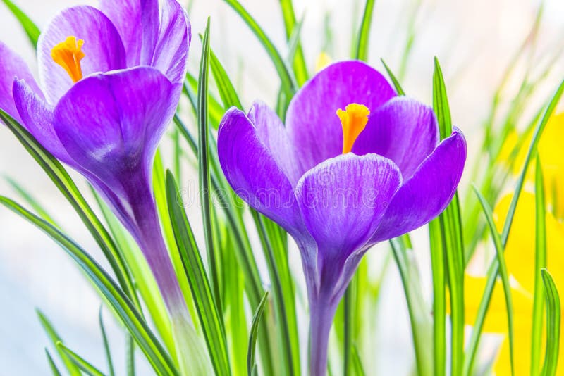 Purple crocus close up stock photo. Image of inflorescence - 38937632
