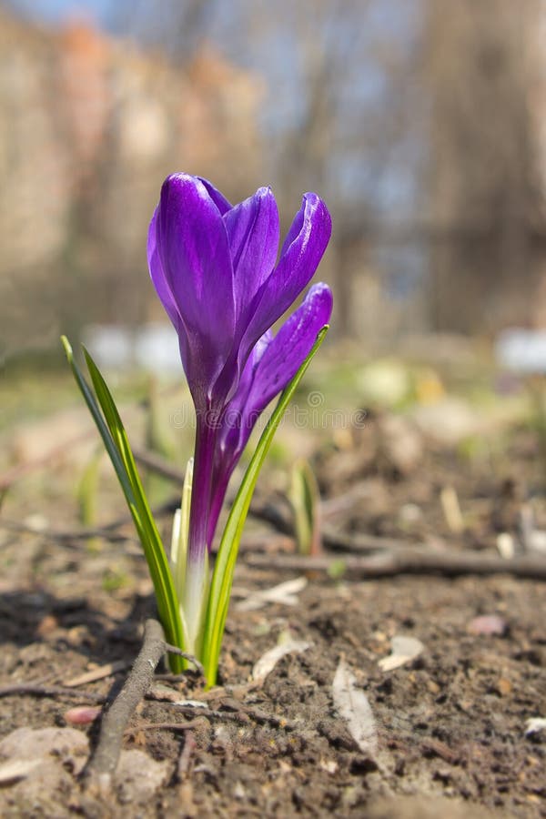 Purple crocus stock photo. Image of garden, beauty, beautiful - 30510384