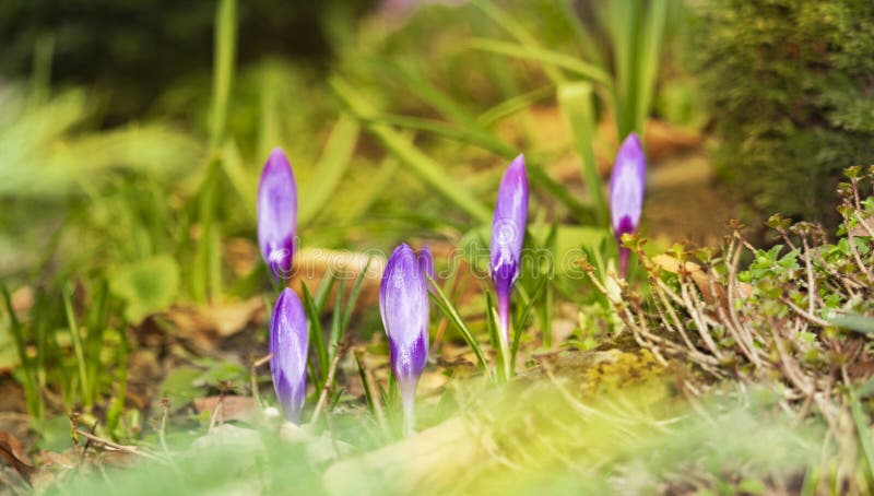 Purple Crocus Flower Buds, First Flowers of Spring, Coming Out of ...