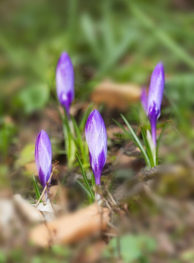 Purple Crocus Flower Buds, First Flowers of Spring, Coming Out of ...
