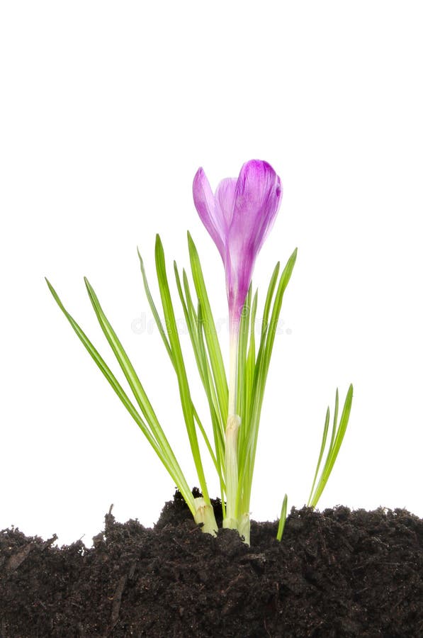 Crocus in soil stock photo. Image of leaf, flower, soil - 39496858