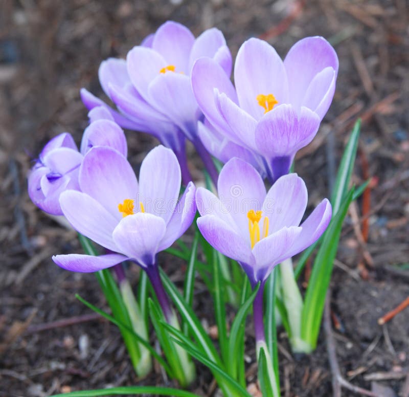 Purple crocus flower stock photo. Image of natural, poland - 47143528