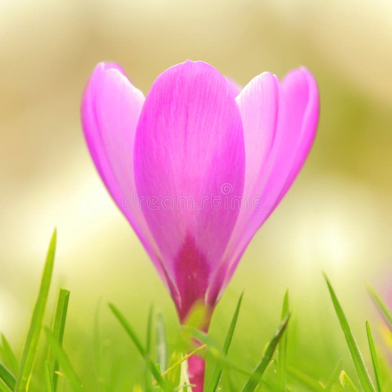 Purple crocus flower stock image. Image of seasonal, pink - 38568765
