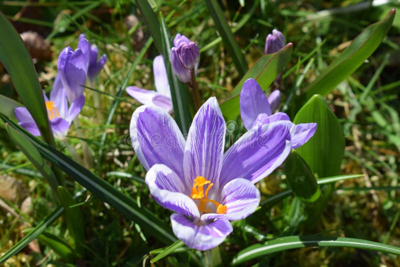 Purple crosus stock image. Image of spring, background - 135042629