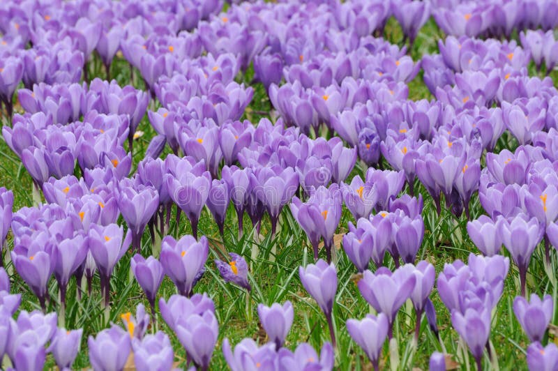 Purple crocus flowers stock image. Image of purple, easter - 13536231