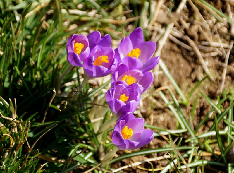Purple Crocus Flowers Blooming In Early Spring Stock Image - Image of ...