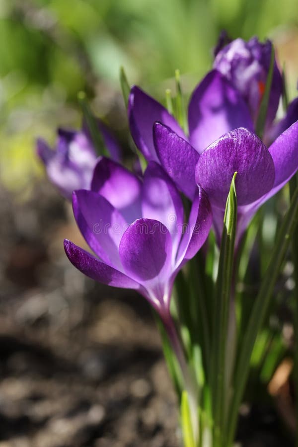 Purple crocus stock photo. Image of flowers, botanical - 119438040