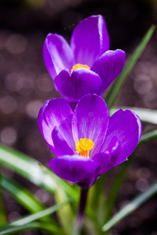Crocus spring flower stock photo. Image of bloom, garden - 51345510