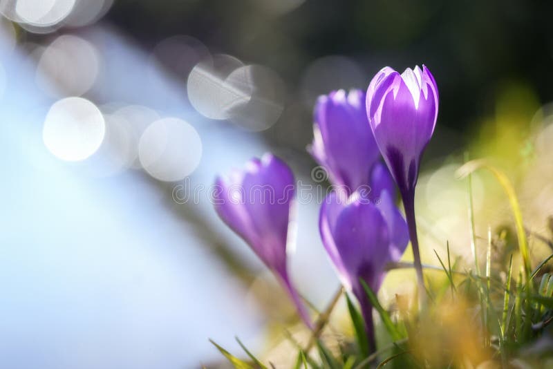 Purple Crocus Flowers with Blurred Light Background Stock Photo - Image ...