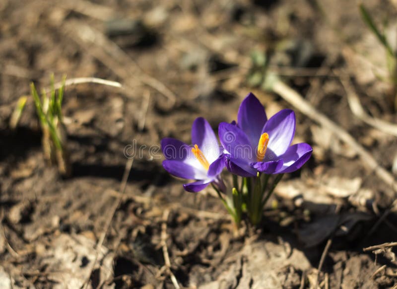 Purple Crocus Flowers in the Bright Spring Sun Stock Photo - Image of ...